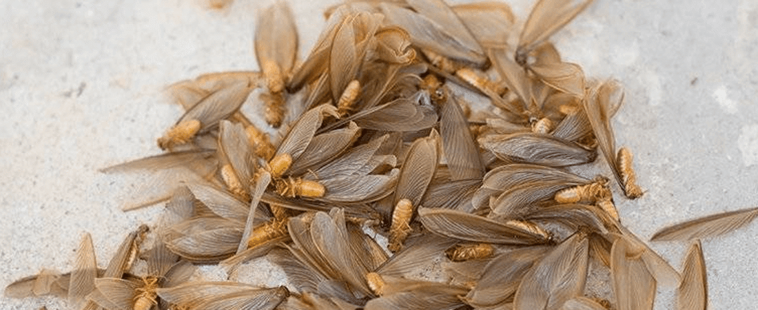 September 2021 Blogs | Rumble Pest Solutions