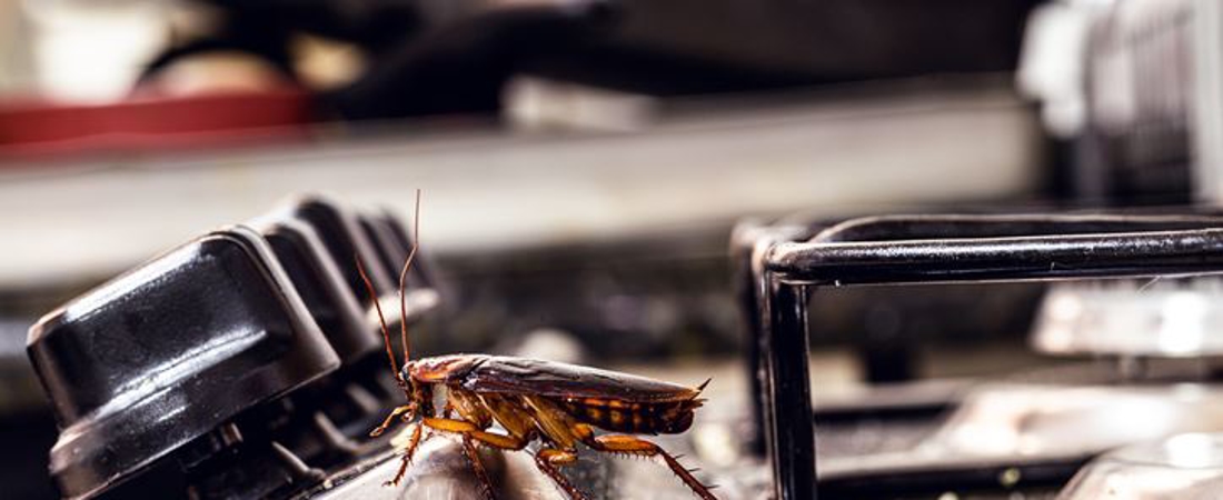 August 2023 Blogs | Rumble Pest Solutions