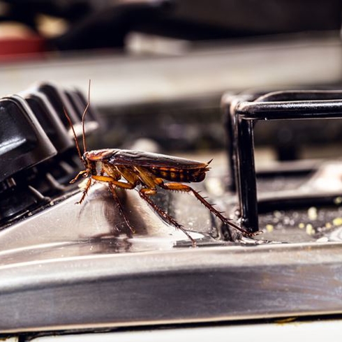 Springdale Pest Control | Rumble Pest Solutions