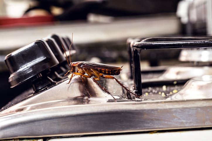 Impact of Pests on the Food Industry| Blog | Rumble Pest Solutions